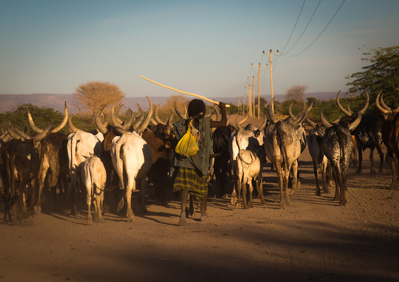 Veterinary Missions – Sinai Global Outreach